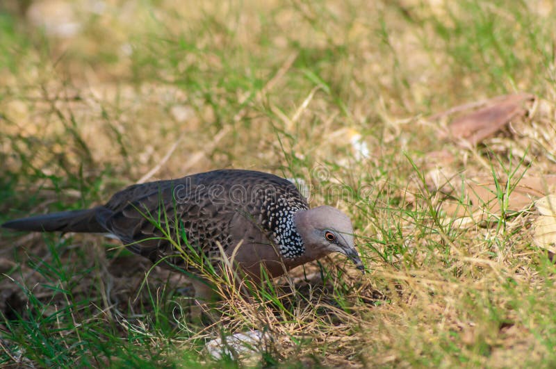 Columbidae is a Bird Family Consisting of Pigeons and Doves Stock Photo ...