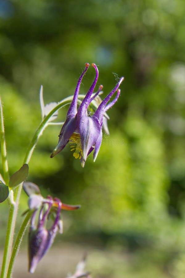 The Columbine (Aquilegia) Plant Stock Photo - Image of floral ...