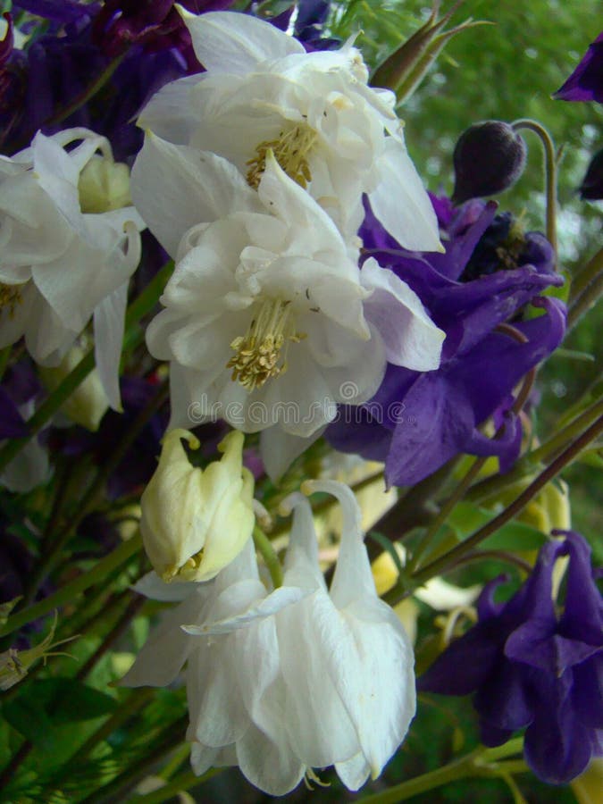 Columbine flowers stock photo. Image of botanical, floral - 93280056