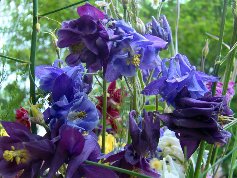 Bouquet Of Columbine Flower Buds For Wedding Celebrations Stock Photo ...