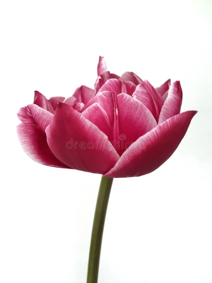 Columbus Double Pink Tulip on Isolated Background Stock Image - Image ...