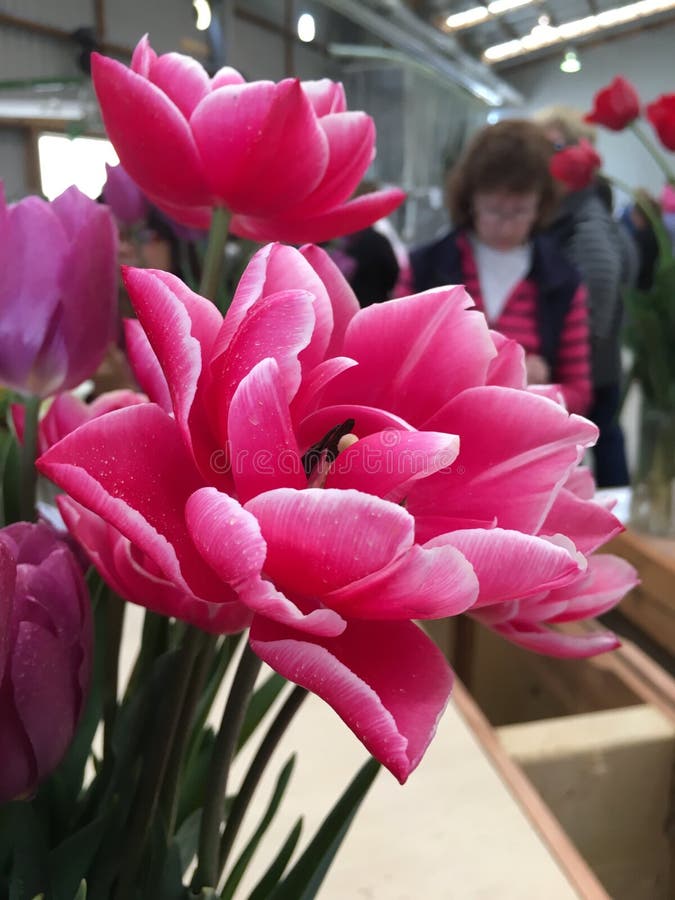 Columbus double tulips stock photo. Image of plants, pair - 79293500