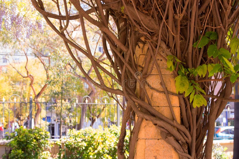 Column. stock photo. Image of young, column, leaf, tropical - 89900206