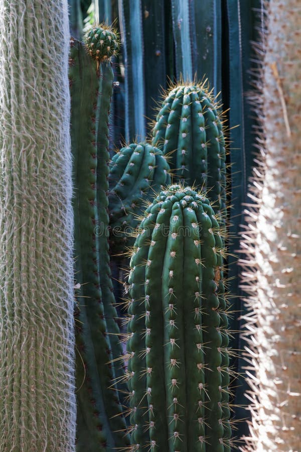 Column cacti stock image. Image of plants, plant, succulents - 36773457
