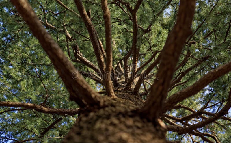 Towering Column of Pure Pine Stock Photo - Image of environment, tall ...