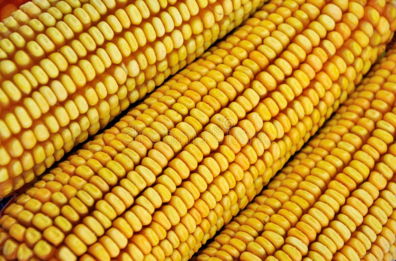 Column of raw corn cob stock photo. Image of corn, geometry - 22686688
