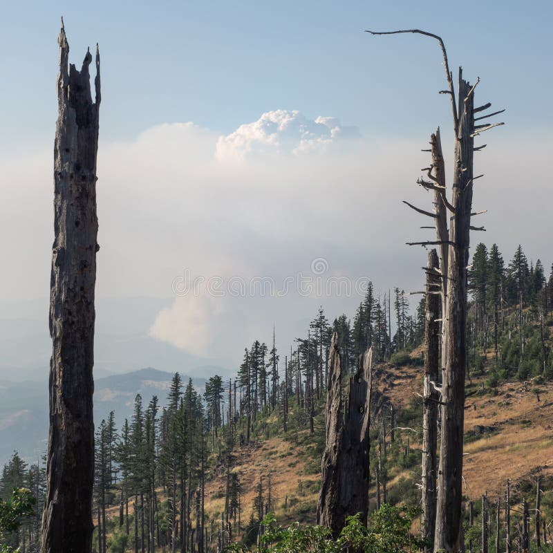 Column of Smoke from a Wildfire Stock Image - Image of mountain, oregon ...