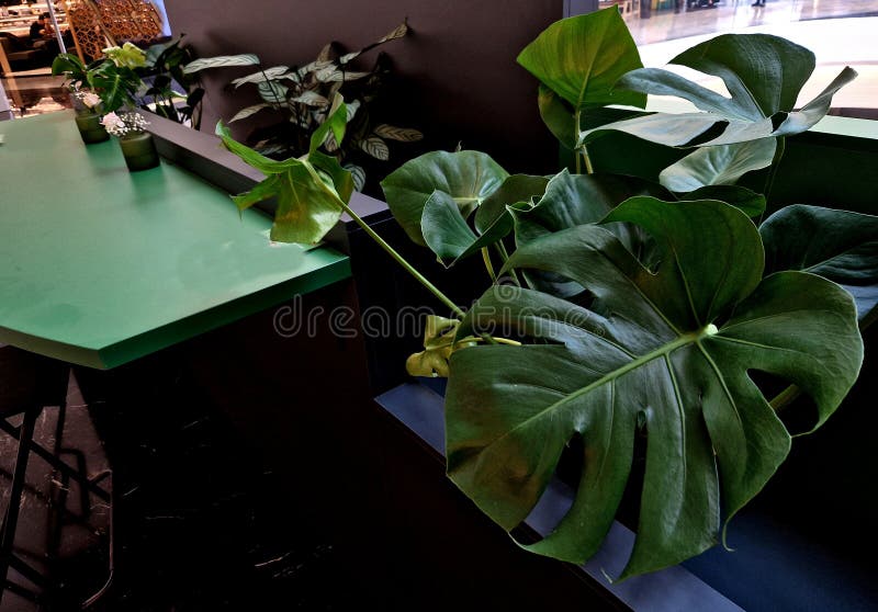 Bar Height Table Chairs 2 Stock Photos - Free & Royalty-Free Stock ...