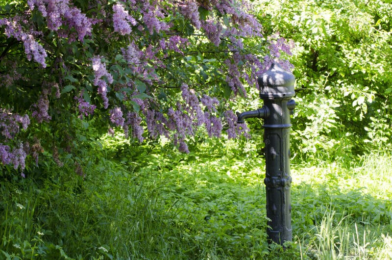 Column of water stock image. Image of water, lilac, gardener - 94824185