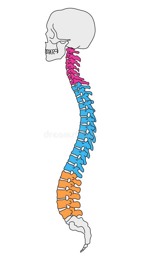 Columna Vertebral De La Anatomía Ilustración del Vector - Ilustración ...