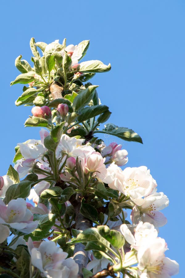 Columnar Apple Tree in Bloom. Apple Tree Flowers. Apple Blossom Stock ...