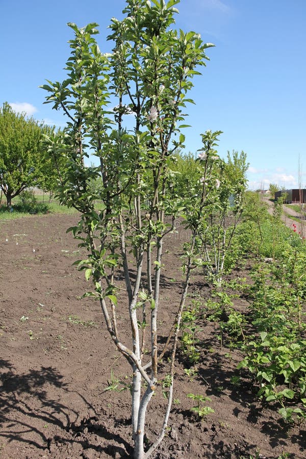 The columnar Apple tree stock image. Image of trees, horticulture ...