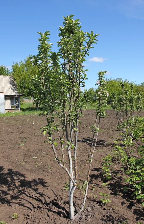 The columnar Apple tree stock image. Image of whitewashed - 93729081