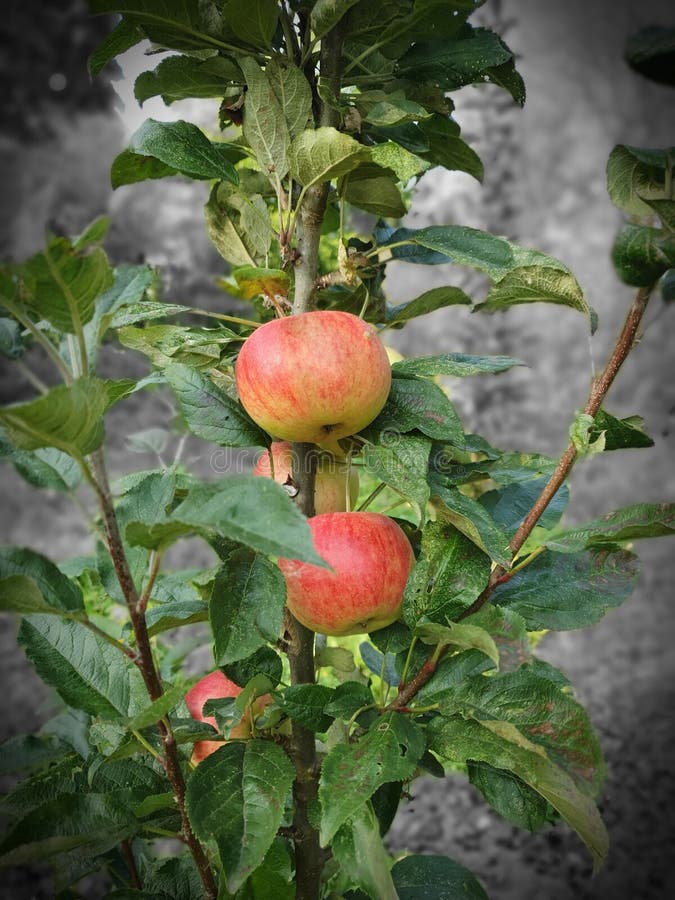112 Columnar Apple Trees Stock Photos - Free & Royalty-Free Stock ...