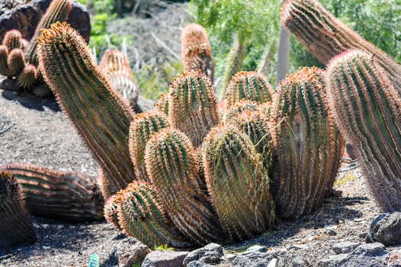 Columnar Cacti Close-up Columnar Cacti in a Garden Close-up Stock Image ...