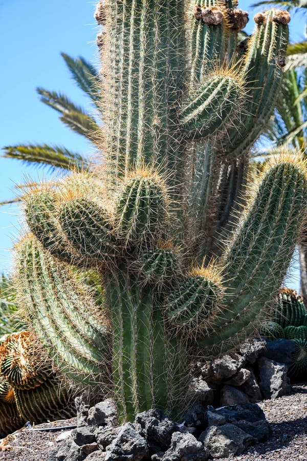 Columnar Cacti Close-up Columnar Cacti in a Garden Close-up Stock Photo ...