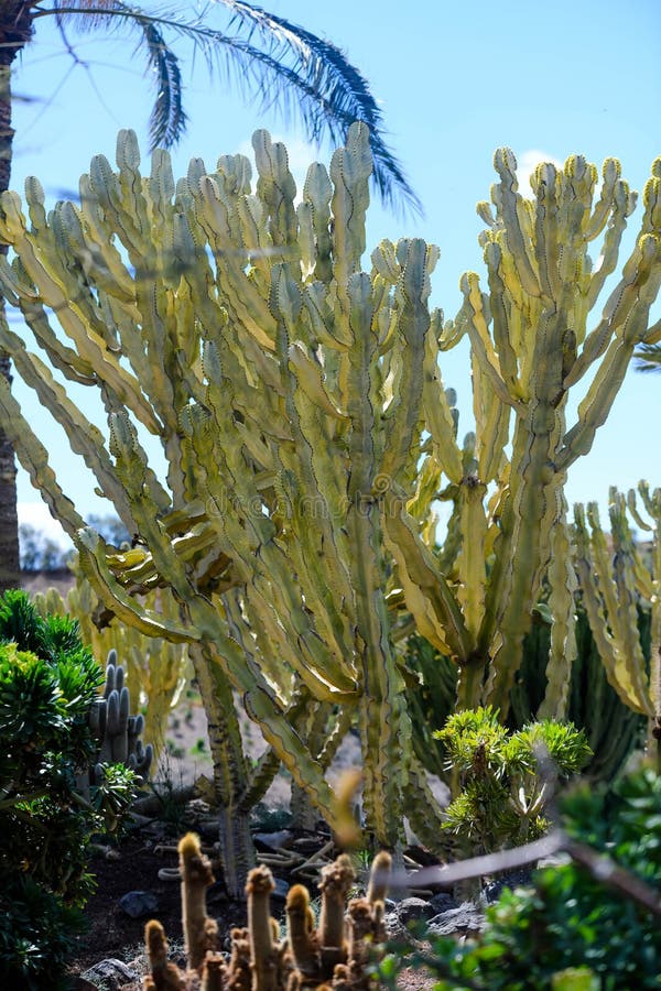 Columnar Cacti Close-up Columnar Cacti in a Garden Close-up Stock Photo ...