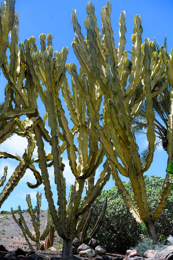 Columnar Cacti Close-up Columnar Cacti in a Garden Close-up Stock Image ...