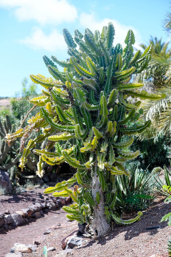 Columnar Cacti Close-up Columnar Cacti in a Garden Close-up Stock Photo ...