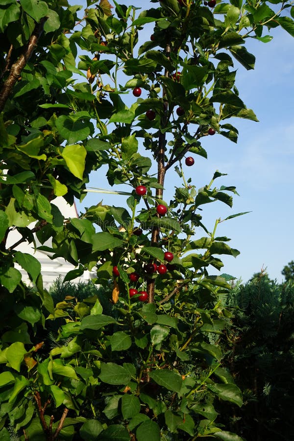 Columnar Cherry with Fruit Ripening in July in the Garden. Berlin ...