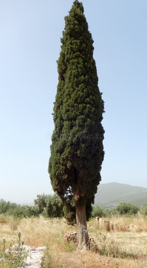 Columnar Cypress tree stock image. Image of nature, culture - 49146791