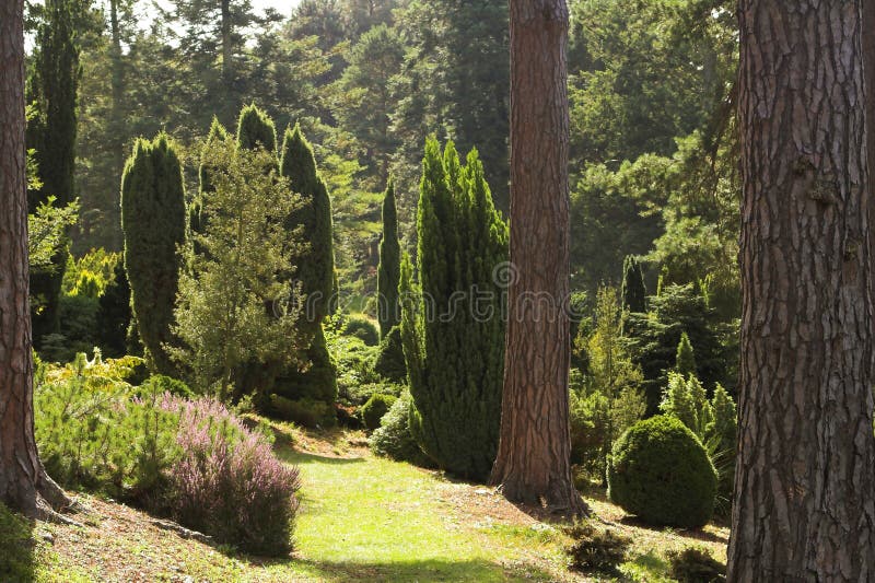 Upright Conifers Stock Photos - Free & Royalty-Free Stock Photos from ...