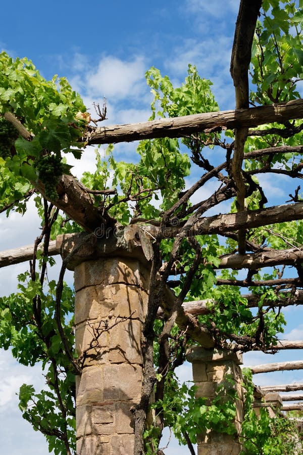 Columns & grape vines stock photo. Image of italianate - 21366490