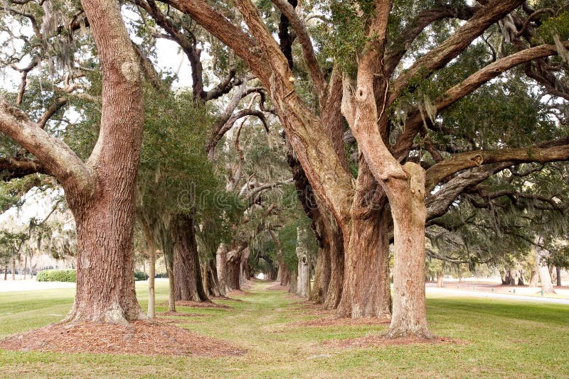 Columns of Old Oak Trees stock image. Image of majestic - 14277491