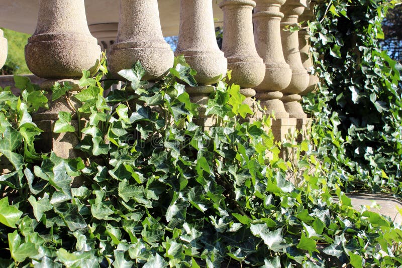 Columns and vines stock photo. Image of historic, gardens - 37040796