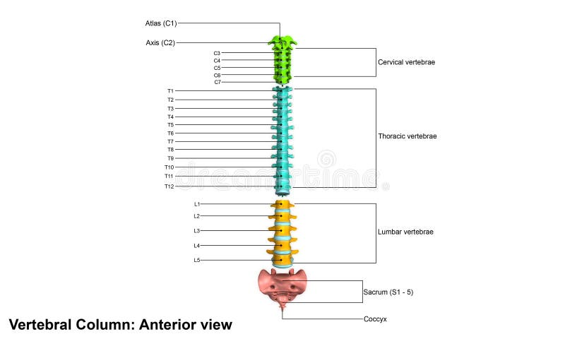 Coluna vertebral humana ilustração stock. Ilustração de backbone - 76446166