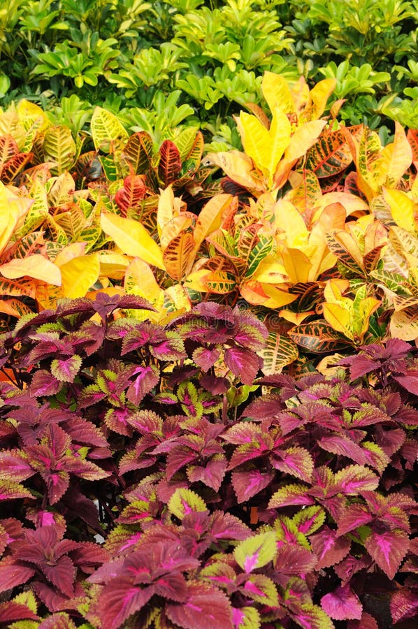 Colus plant stock image. Image of lush, textured, horticulture - 11695405