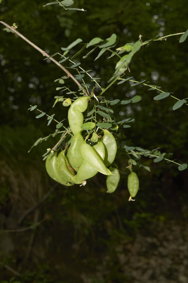 Colutea Arborescens Branch Close Up Stock Image - Image of woodland ...