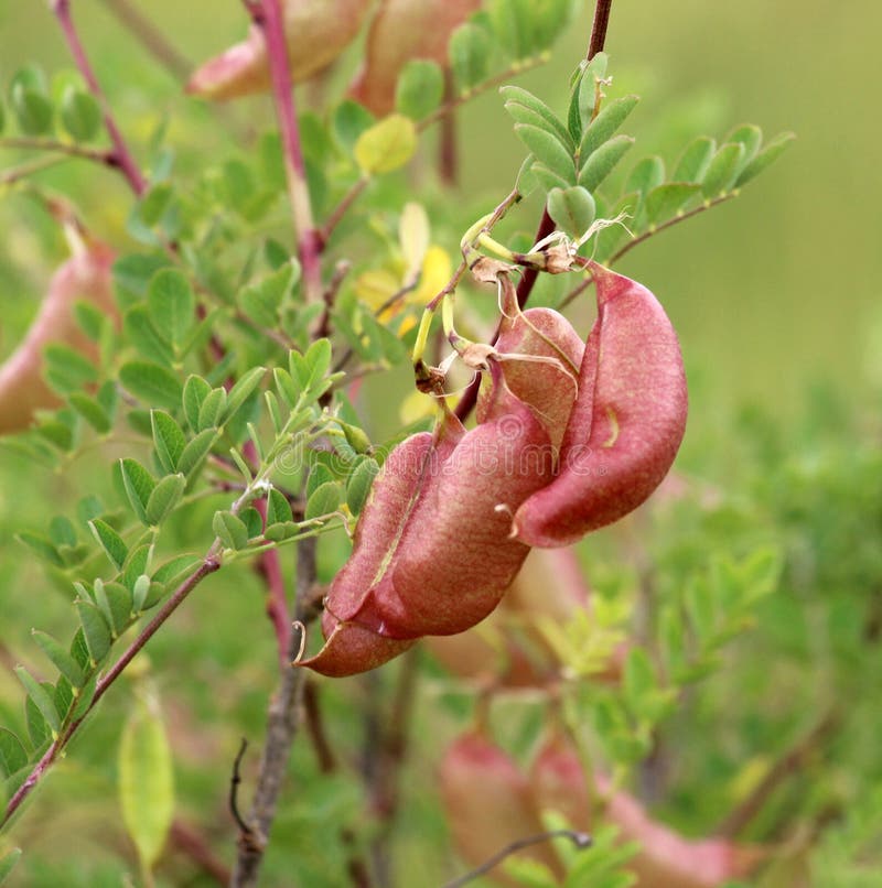 Colutea Arborescens Grows in Nature Stock Photo - Image of closeup ...