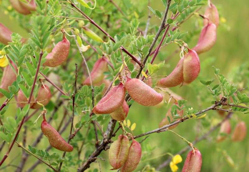 Colutea Arborescens Grows in Nature Stock Image - Image of botany, leaf ...