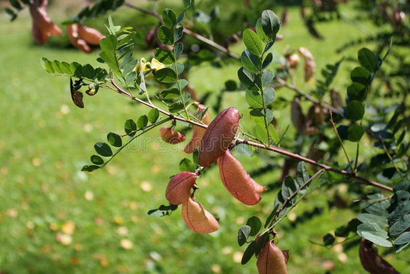 Colutea Arborescens - Wild Flower Stock Photo - Image of summer ...