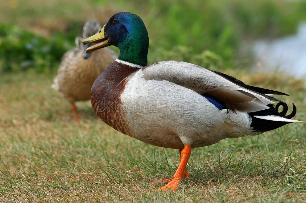Canard colvert image stock. Image du facture, côté, masculin - 19766185
