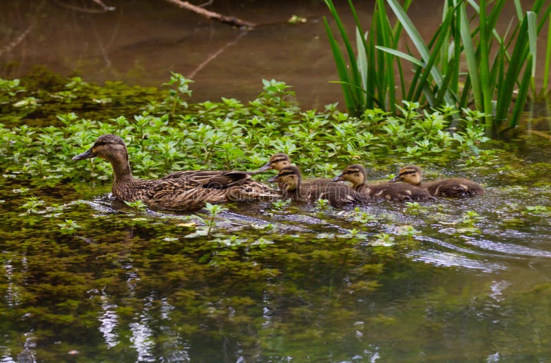 Canetons Photos Stock - Téléchargez 10,927 Photos libres de droits