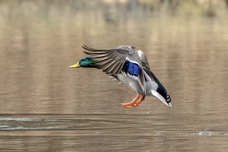Colvert de vol de canard image stock. Image du fleuve - 10247985