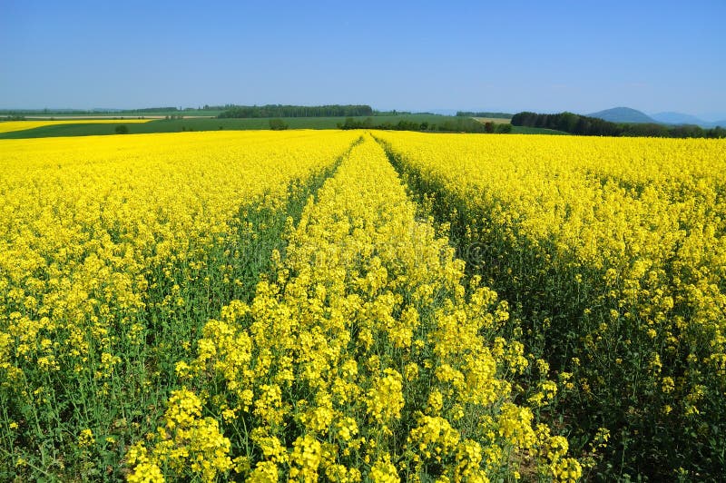 Colza stock photo. Image of colourful, green, daytime - 15545512