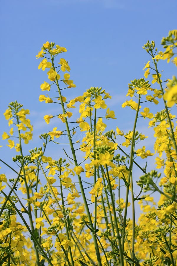 Colza image stock. Image du agriculture, moisson, bleu - 14101097