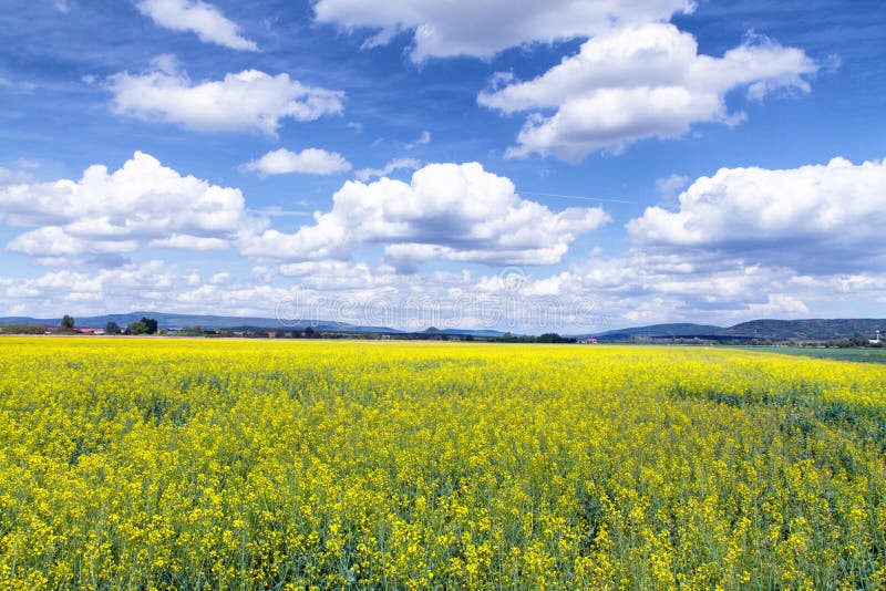 Colza stock photo. Image of country, landscape, horizon - 24789190