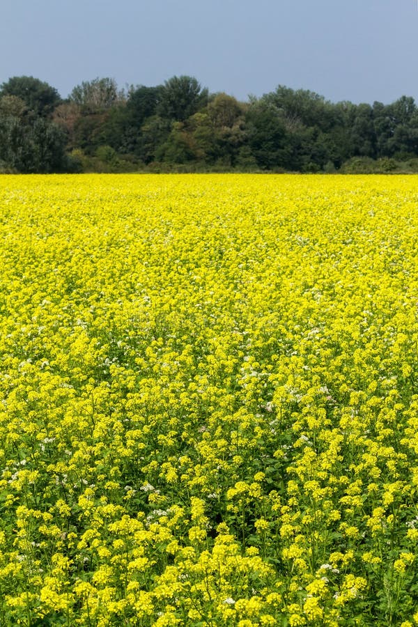 Colza imagen de archivo. Imagen de farming, agradable - 38490783