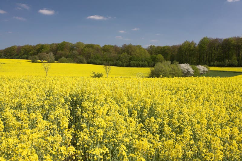 Colza stock photo. Image of sunny, field, yellow, culture - 4978132