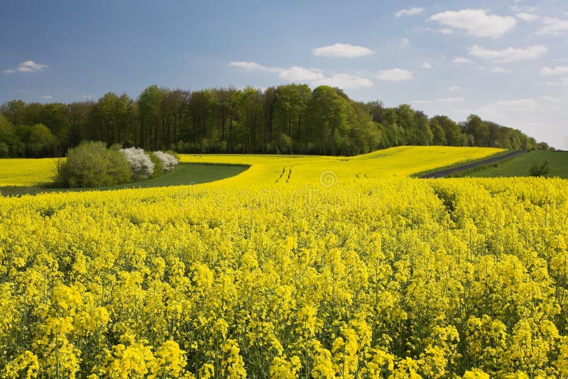 Colza stock image. Image of tree, flower, environment - 4978329