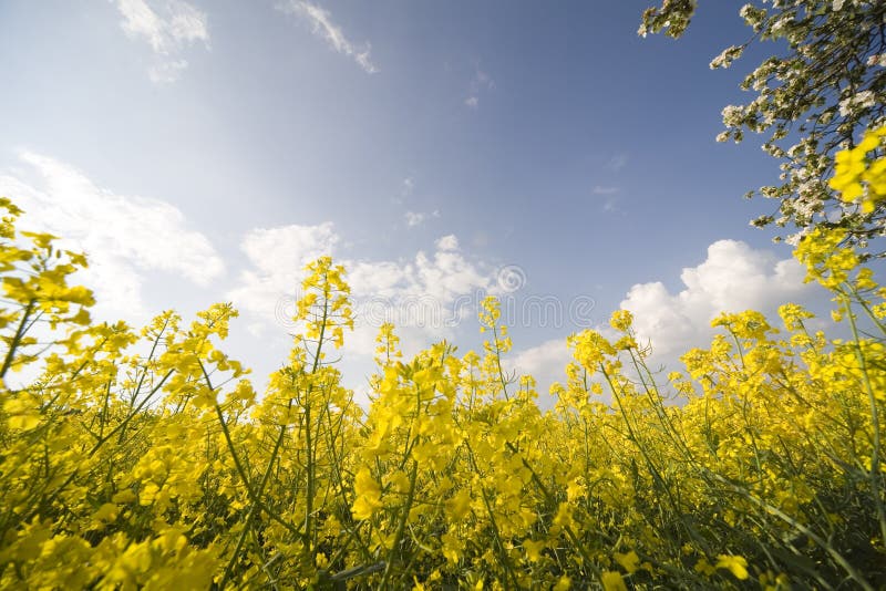 Colza stock image. Image of plant, cloud, blue, biological - 776931