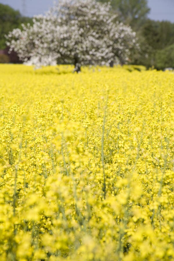 Colza stock image. Image of napus, biological, energy, shine - 778093