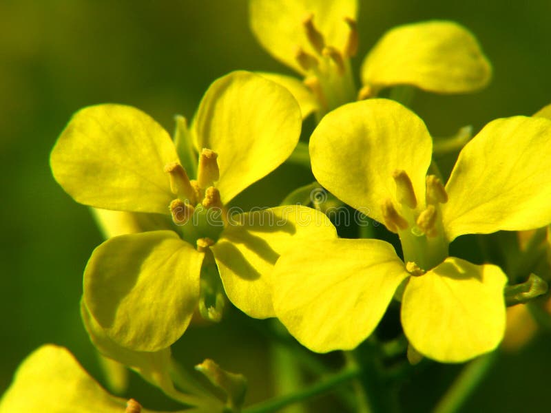 Colza stock image. Image of cultivated, country, earth - 9223915