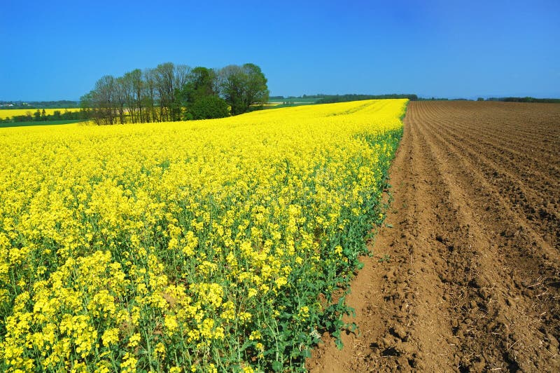 Colza stock photo. Image of colourful, green, daytime - 15545512