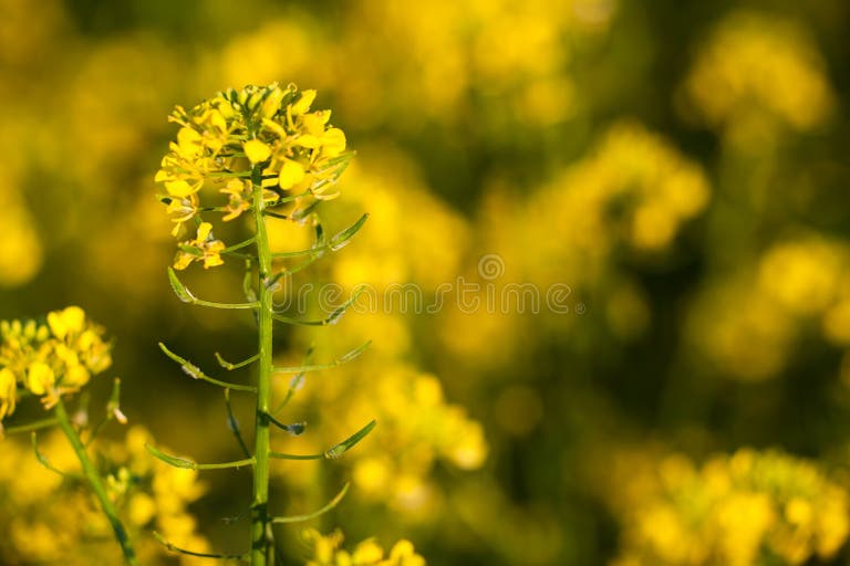 Colza (Brassica rapa) stock image. Image of field, farm - 28163035