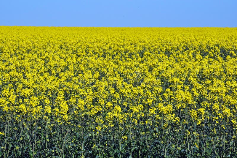 Colza stock image. Image of cultivated, country, earth - 9223915